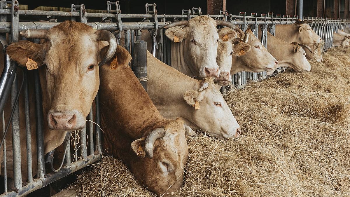 Gipuzkoan ahalik eta lasterren hasiko da dermatosi nodularrerako txertaketa
